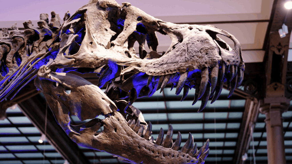 Tyrannosaurus rex took 40 years to reach full size – science-news.click